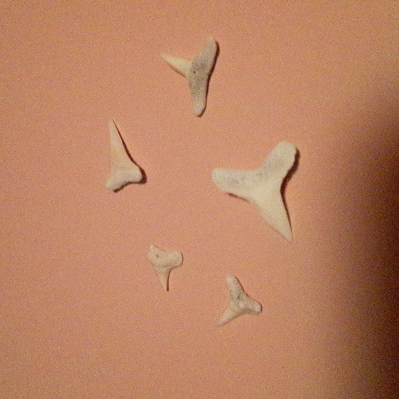 Other | Sharks Teeth | Poshmark